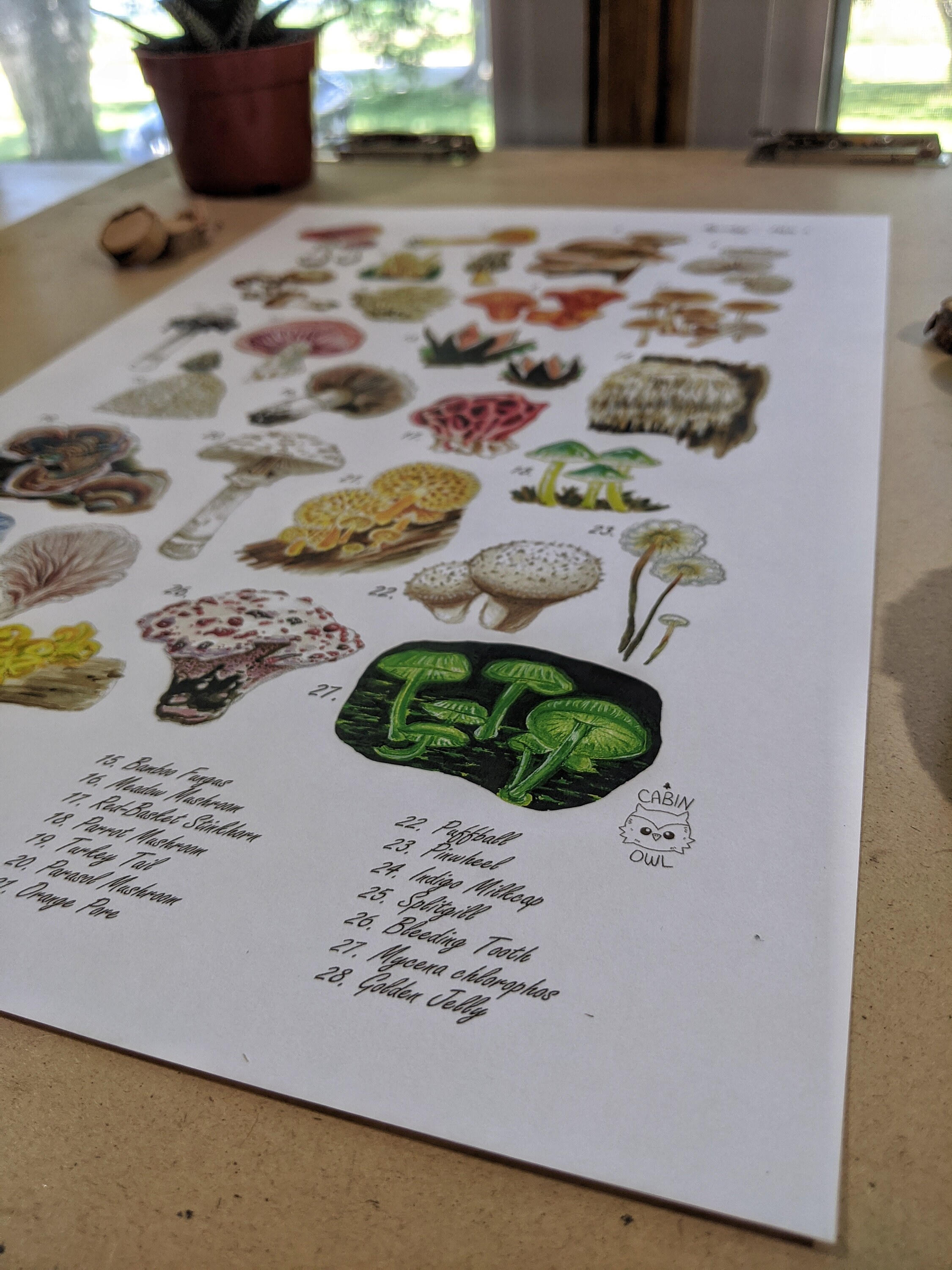 11x17 Botanical Mycology-Mushroom Chart Print | Etsy