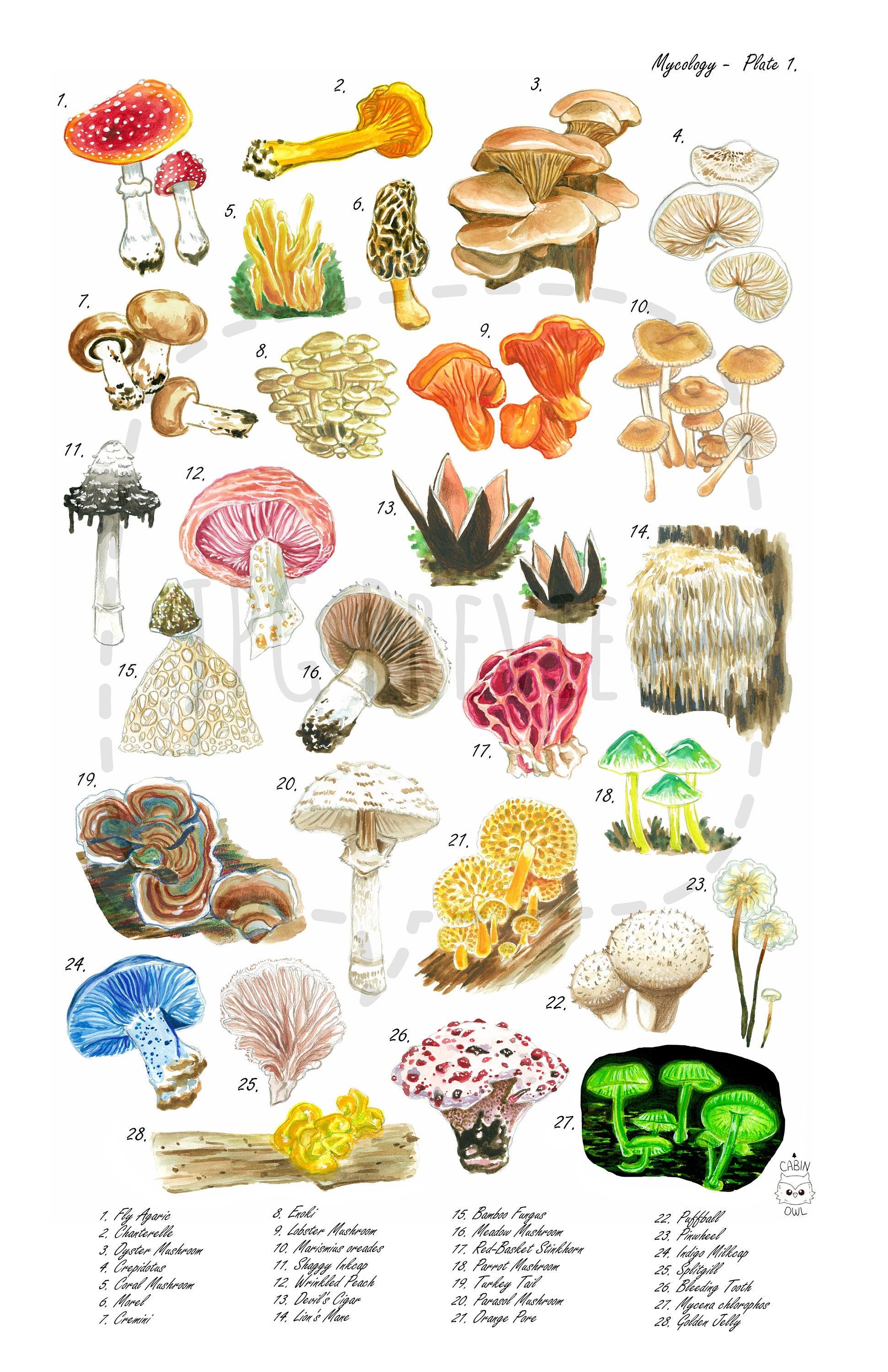 11x17 Botanical Mycology-Mushroom Chart Print | Etsy