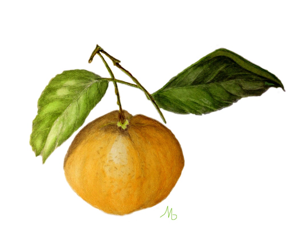 Satsuma Tangerine Digital Download - Etsy