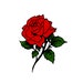 Single Red Rose Svg Png, Flower Download Png Print to Cut File Rose ...