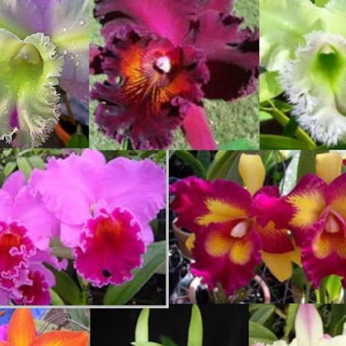 Premium Vanda Orchids Choose Free Shipping | Etsy