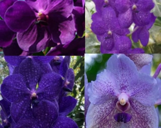 Blue Vanda Orchids Choose Free Shipping - Etsy
