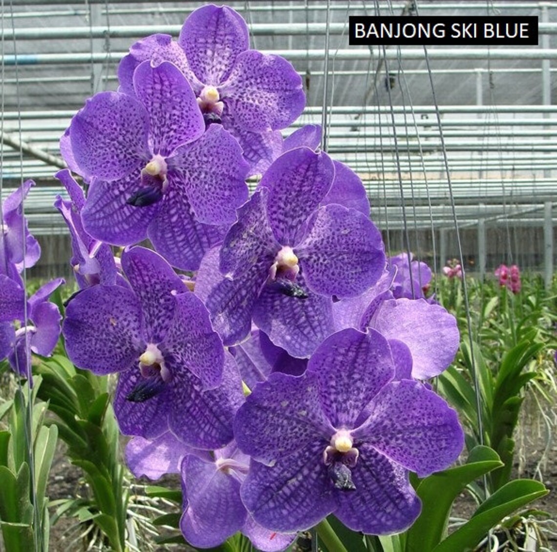 Blue Vanda Orchids Choose Free Shipping - Etsy