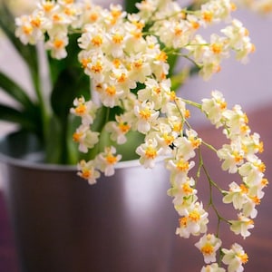 Mini Orchids - Rare - Perfect for Terrariums, Lonopsis, Mini Vandas ...