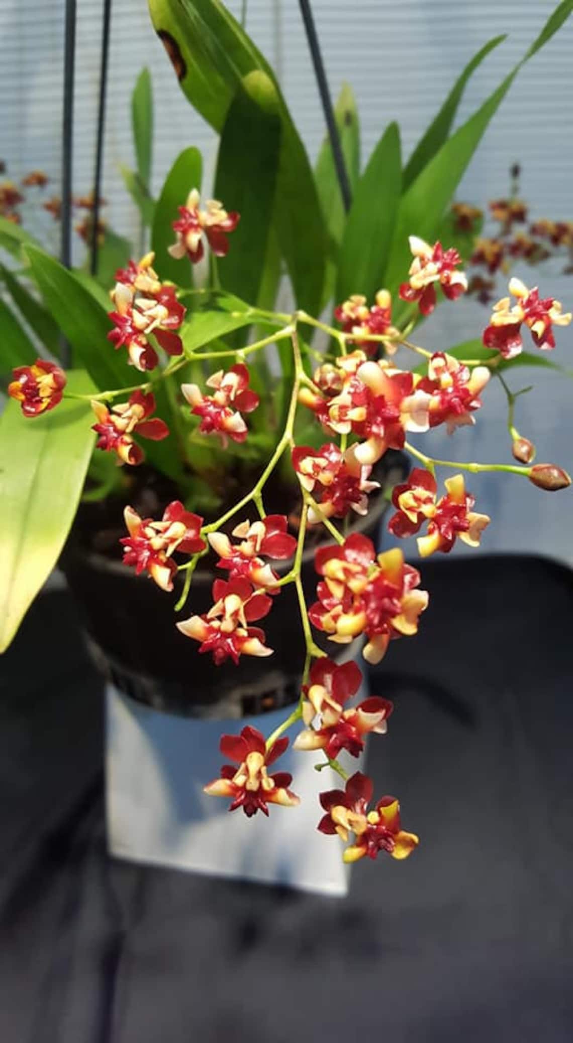 Mini Orchids Rare Perfect for Terrariums Lonopsis Mini - Etsy