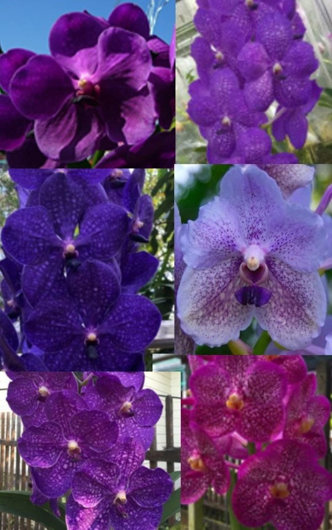 Blue Vanda Orchids - Choose - Free Shipping - Etsy