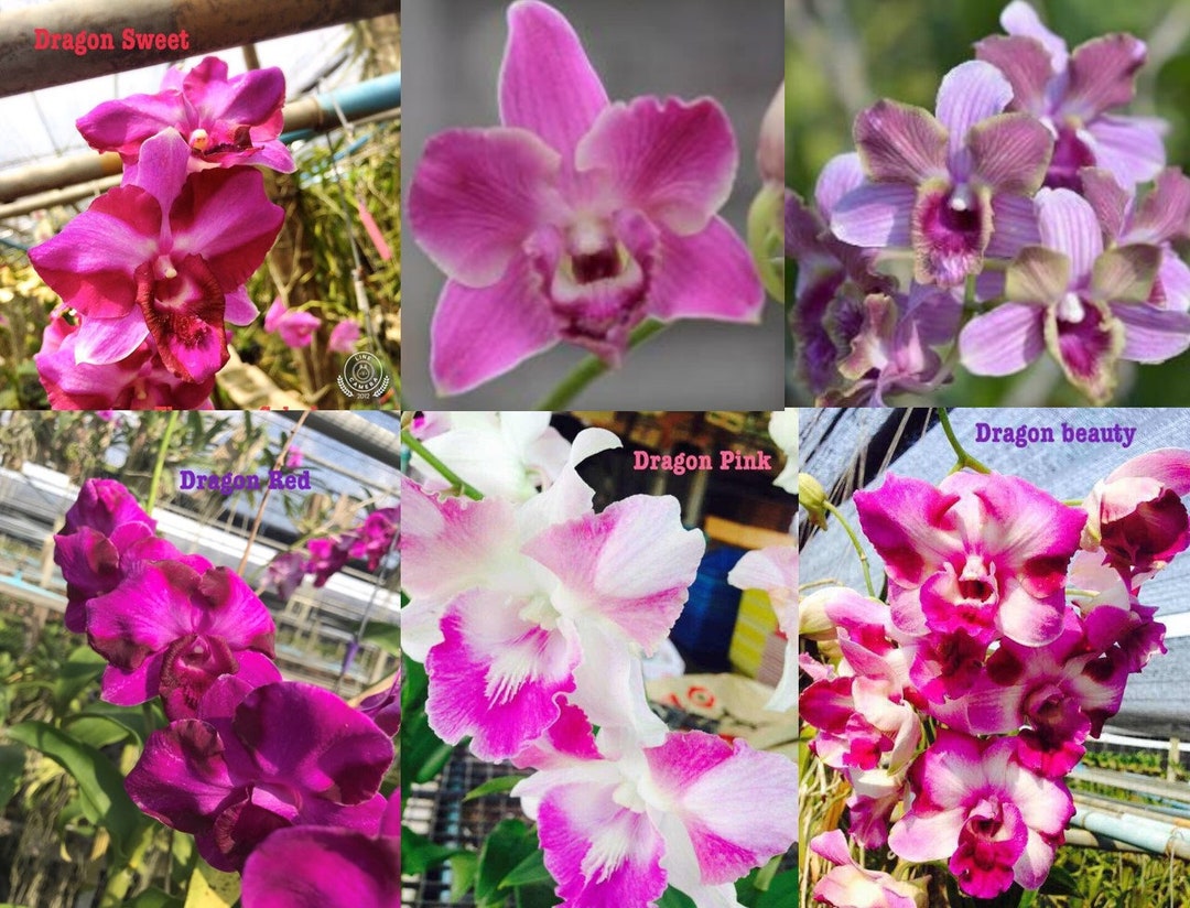 Rare Dragon Dendrobium Orchids - Choose Your Dendrobium + Free Shipping ...