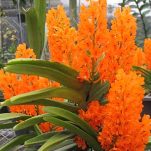 Mini Orchids - Rare - Perfect for Terrariums, Lonopsis, Mini Vandas ...