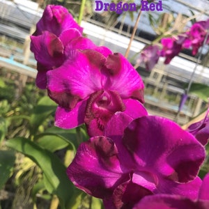 Rare Dragon Dendrobium Orchids - Choose Your Dendrobium + Free Shipping ...