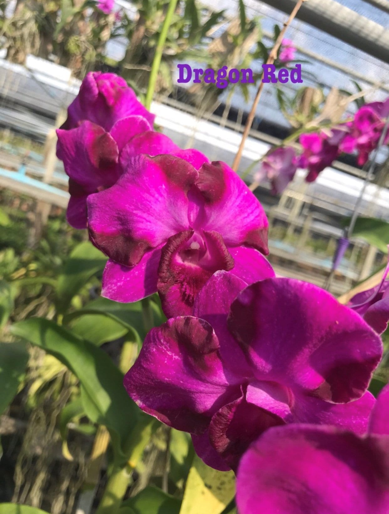 Rare Dragon Dendrobium Orchids - Choose Your Dendrobium + Free Shipping ...