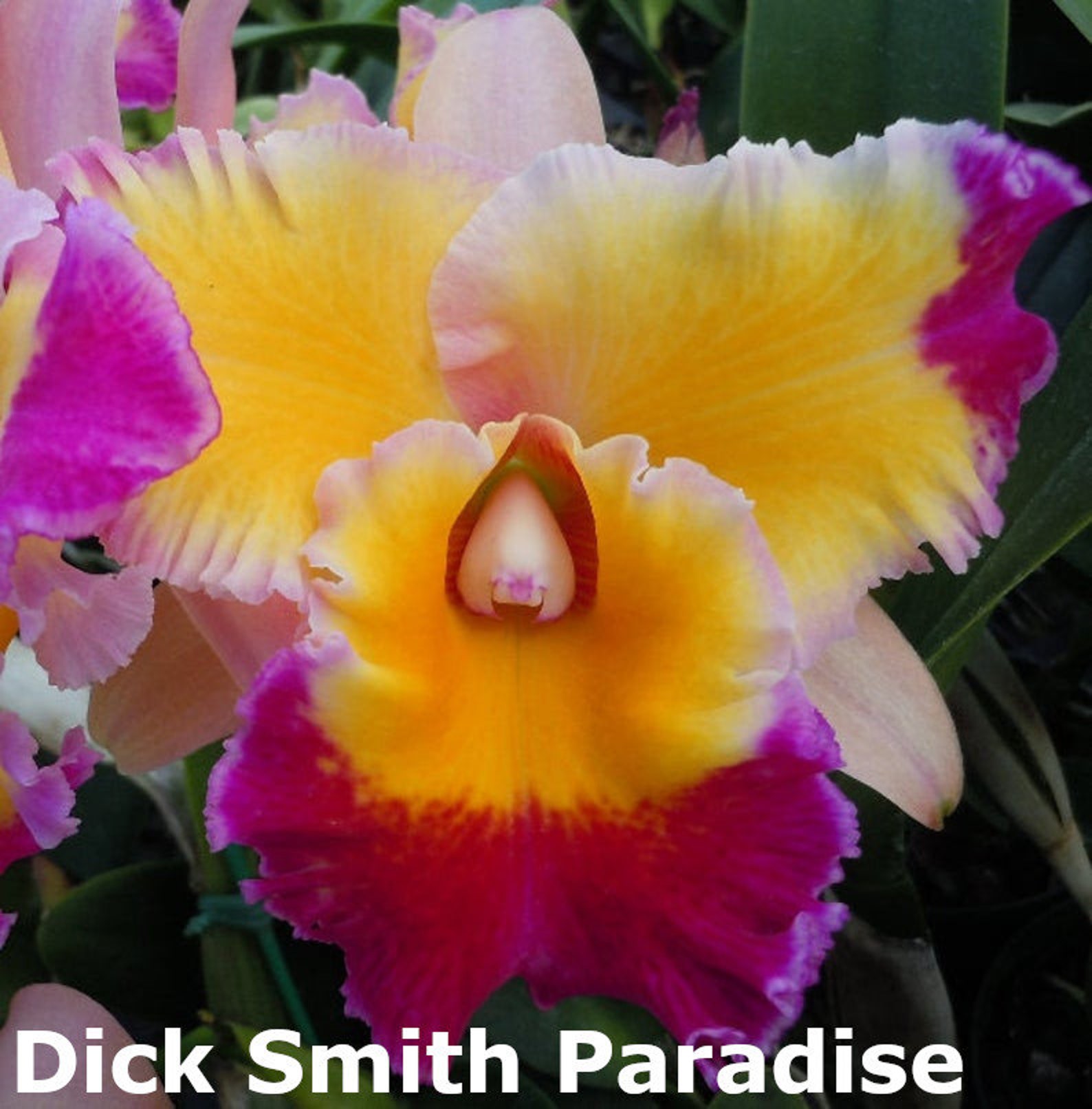 Choose Your Cattleya Free Shipping Premium Small Self - Etsy