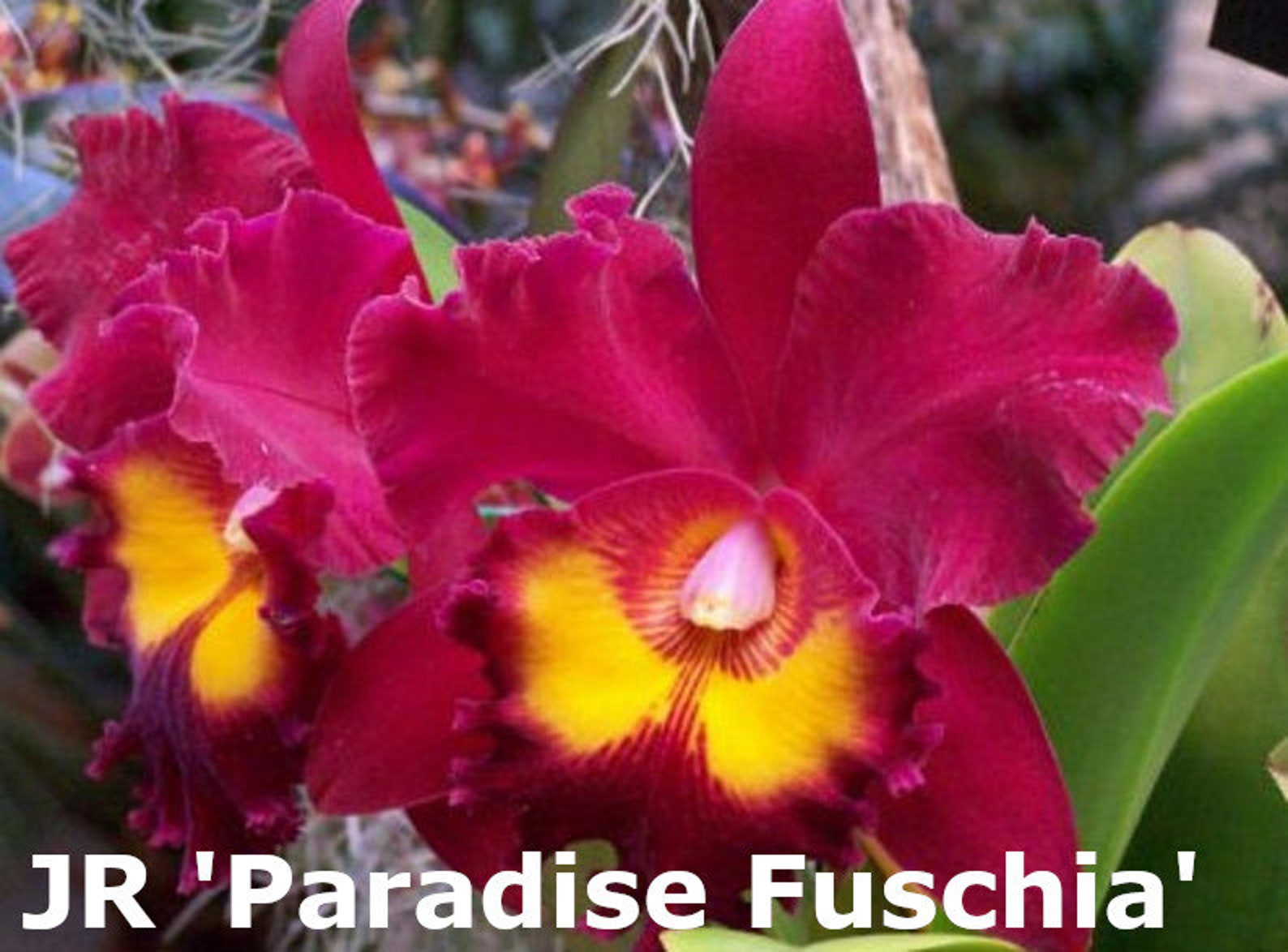 Choose Your Cattleya Free Shipping Premium Small Self - Etsy