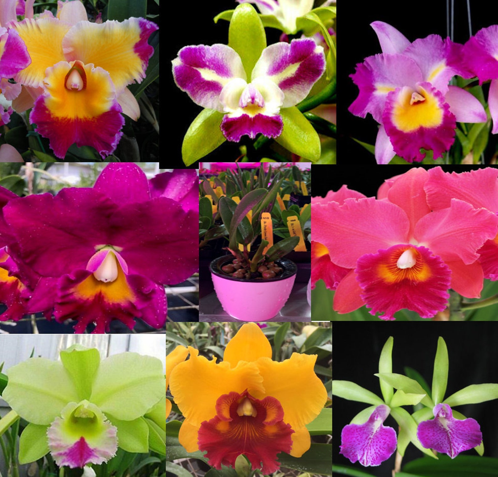 Choose Your Cattleya Free Shipping Premium Small Self - Etsy