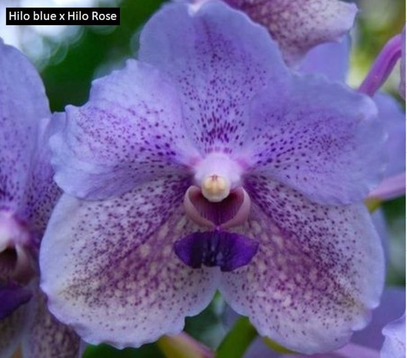 Premium Vanda Orchids Choose Free Shipping - Etsy