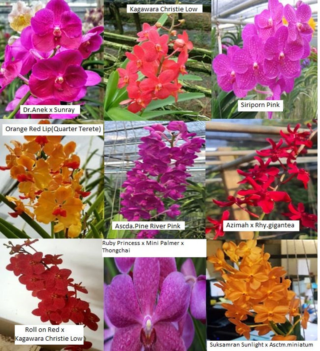 Premium Vanda Orchids - Choose - Free Shipping - Etsy