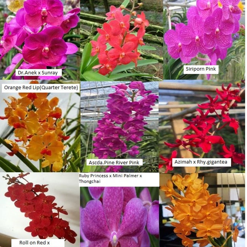 Vandas Orchid - Etsy