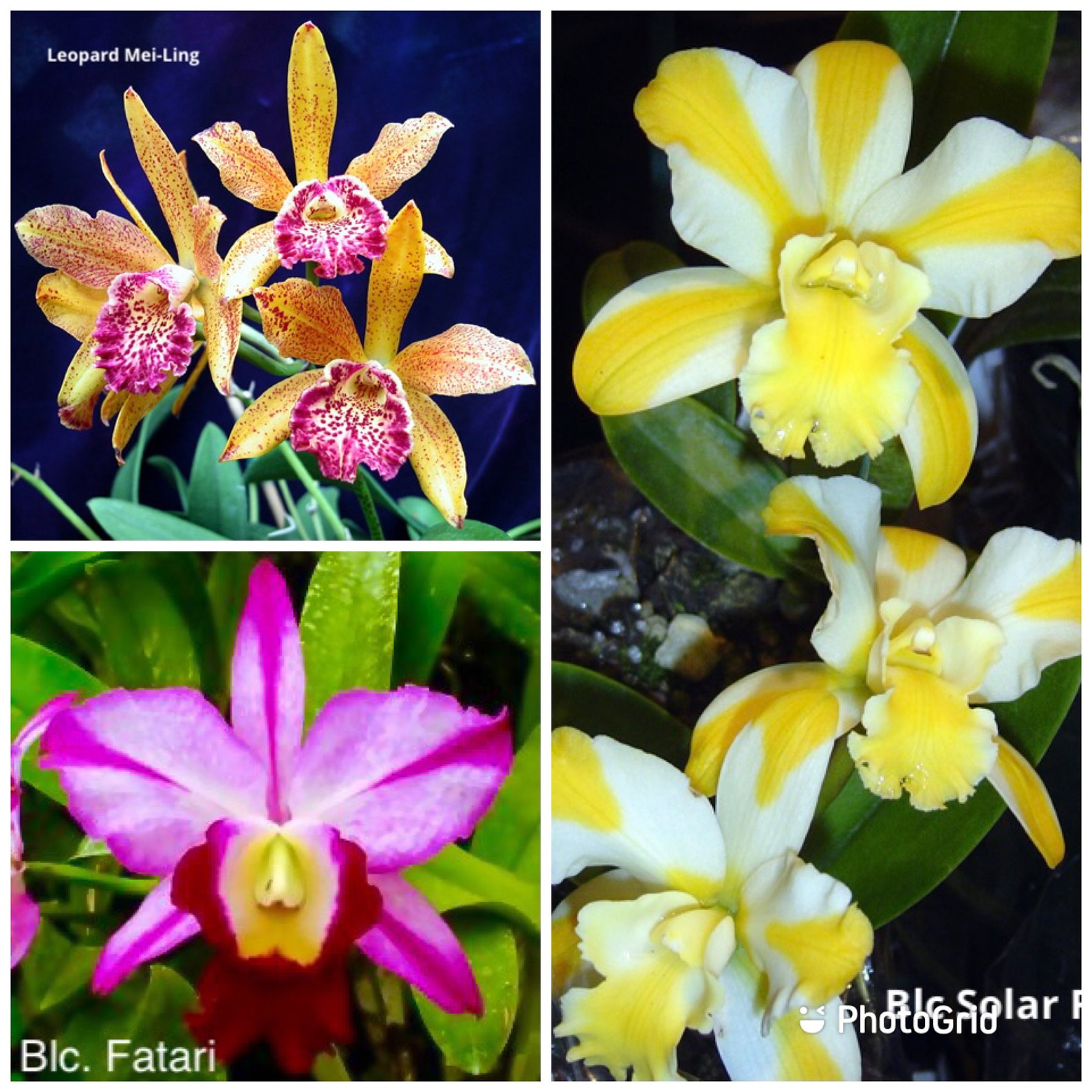 Choose Your Cattleya Free Shipping Premium Small Self - Etsy