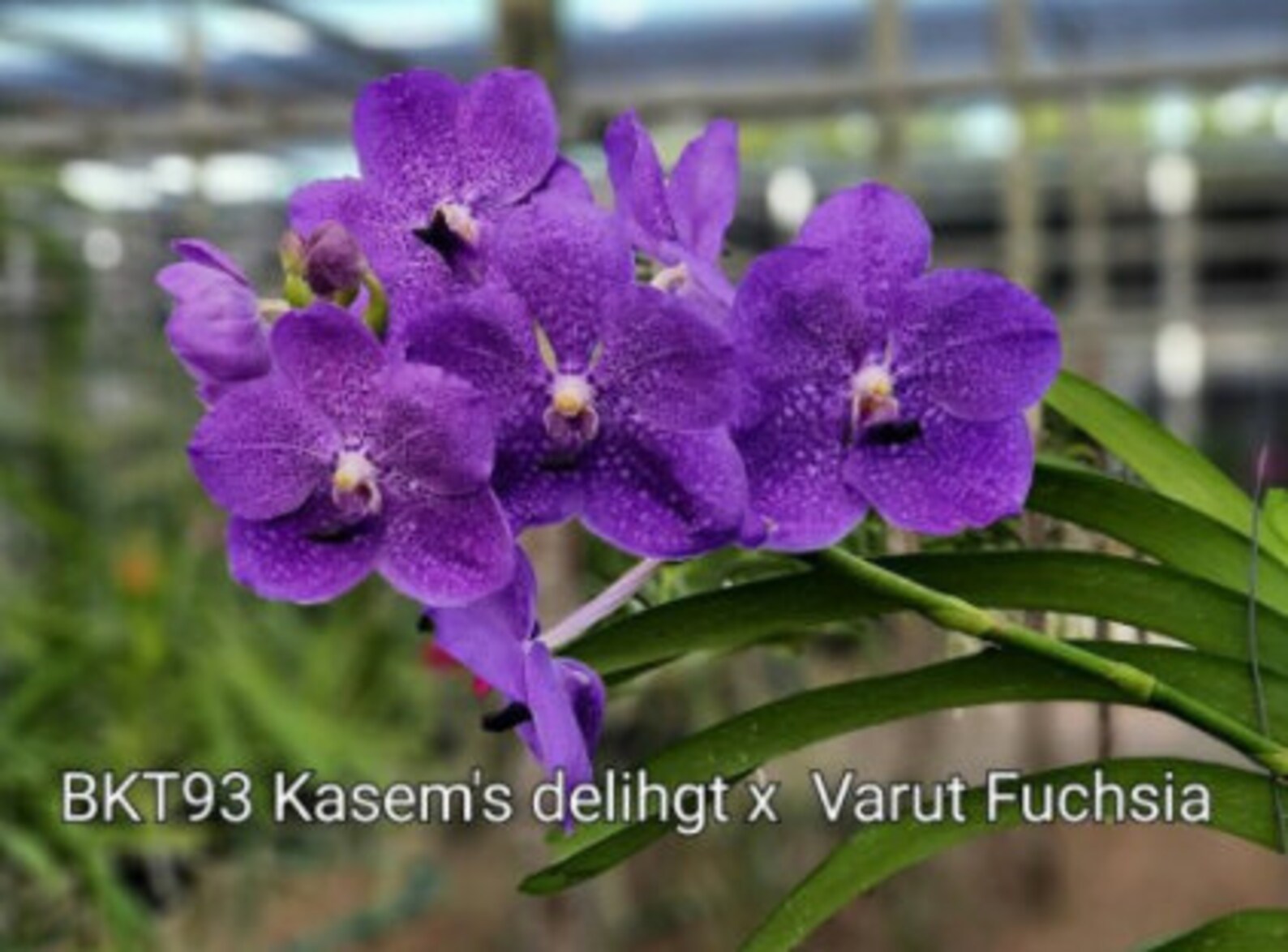Blue Vanda Orchids Choose Free Shipping - Etsy