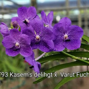 Blue Vanda Orchids Choose Free Shipping - Etsy