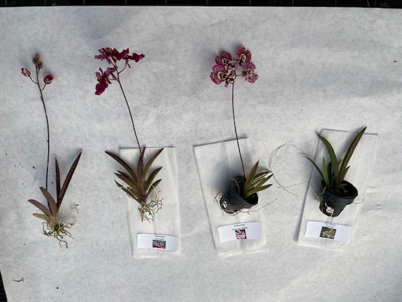 Surprise Orchid Plug Bundle Extras Over 300 Different - Etsy