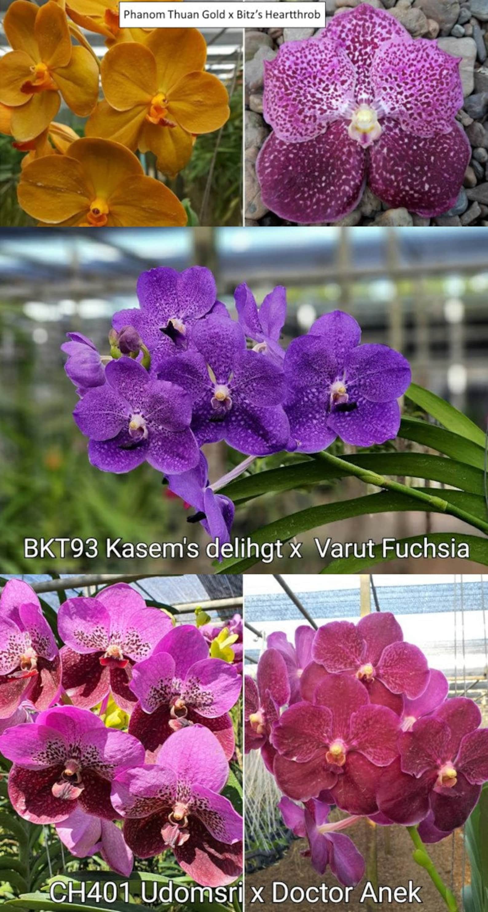 Premium Vanda Orchids Choose Free Shipping - Etsy