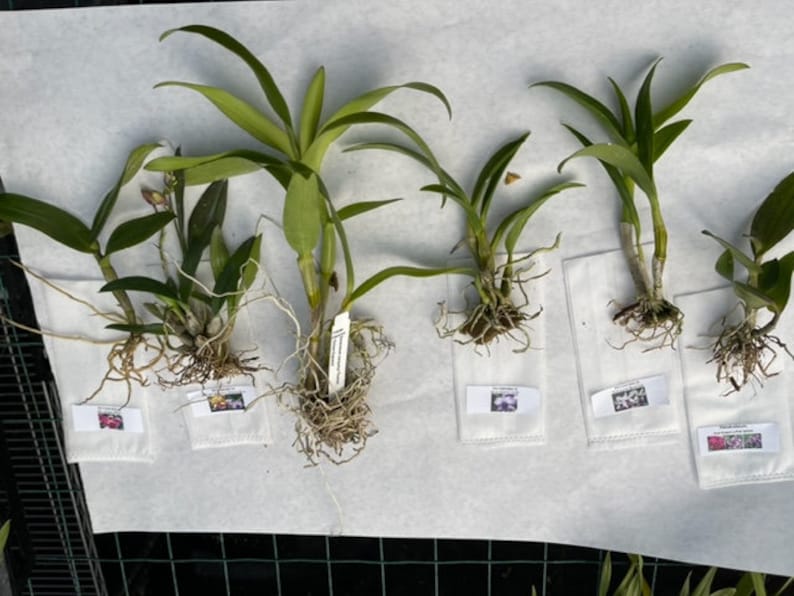 Surprise Orchid Plug Bundle Extras Over 300 Different - Etsy