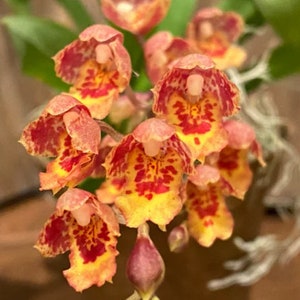 Mini Orchids - Rare - Perfect for Terrariums, Lonopsis, Mini Vandas ...