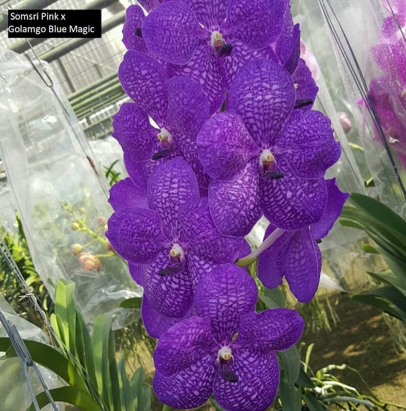 Blue Vanda Orchids Choose Free Shipping - Etsy