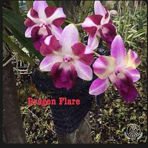 Rare Dragon Dendrobium Orchids - Choose Your Dendrobium + Free Shipping ...