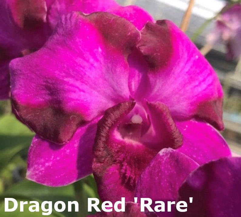 Rare Dragon Dendrobium Orchids - Choose Your Dendrobium + Free Shipping ...