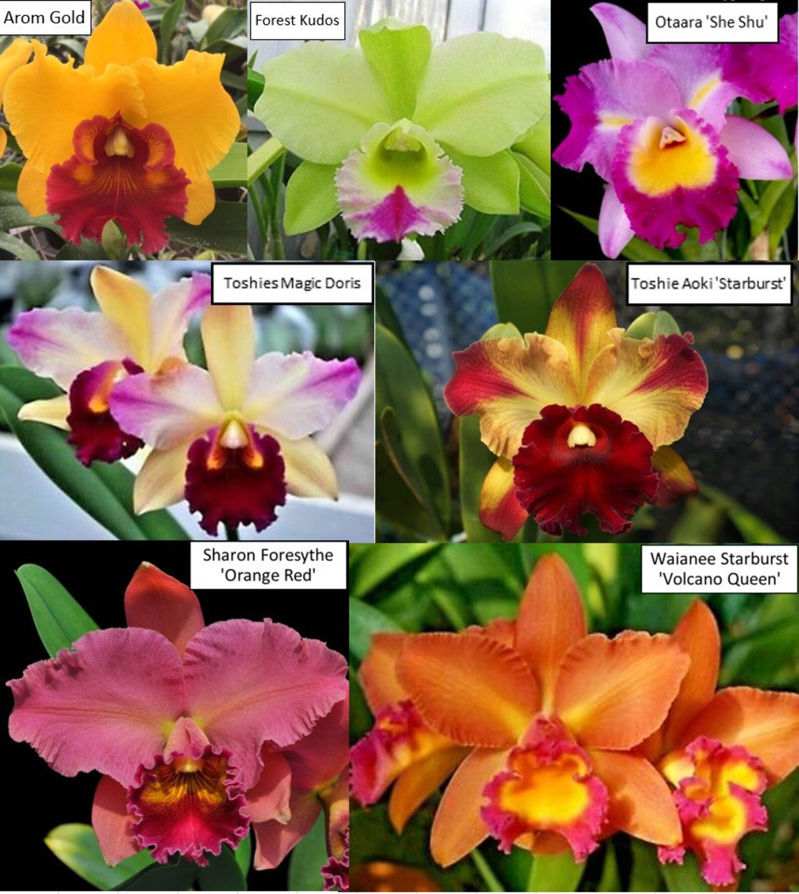 Choose Your Cattleya Free Shipping Premium Small Self - Etsy
