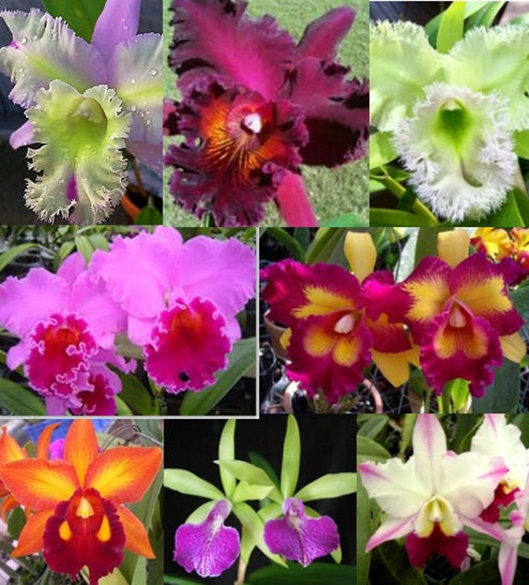 5+ Live Orchid Plants (cattleya, Oncidium, Dendrobium, Vanda ...