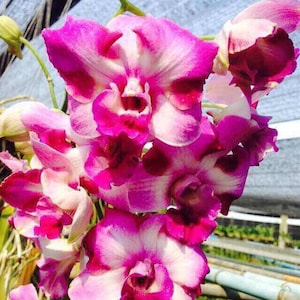 Rare Dragon Dendrobium Orchids - Choose Your Dendrobium + Free Shipping ...