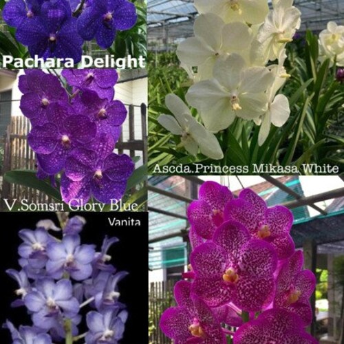 Blue Vanda Orchids Choose Free Shipping - Etsy