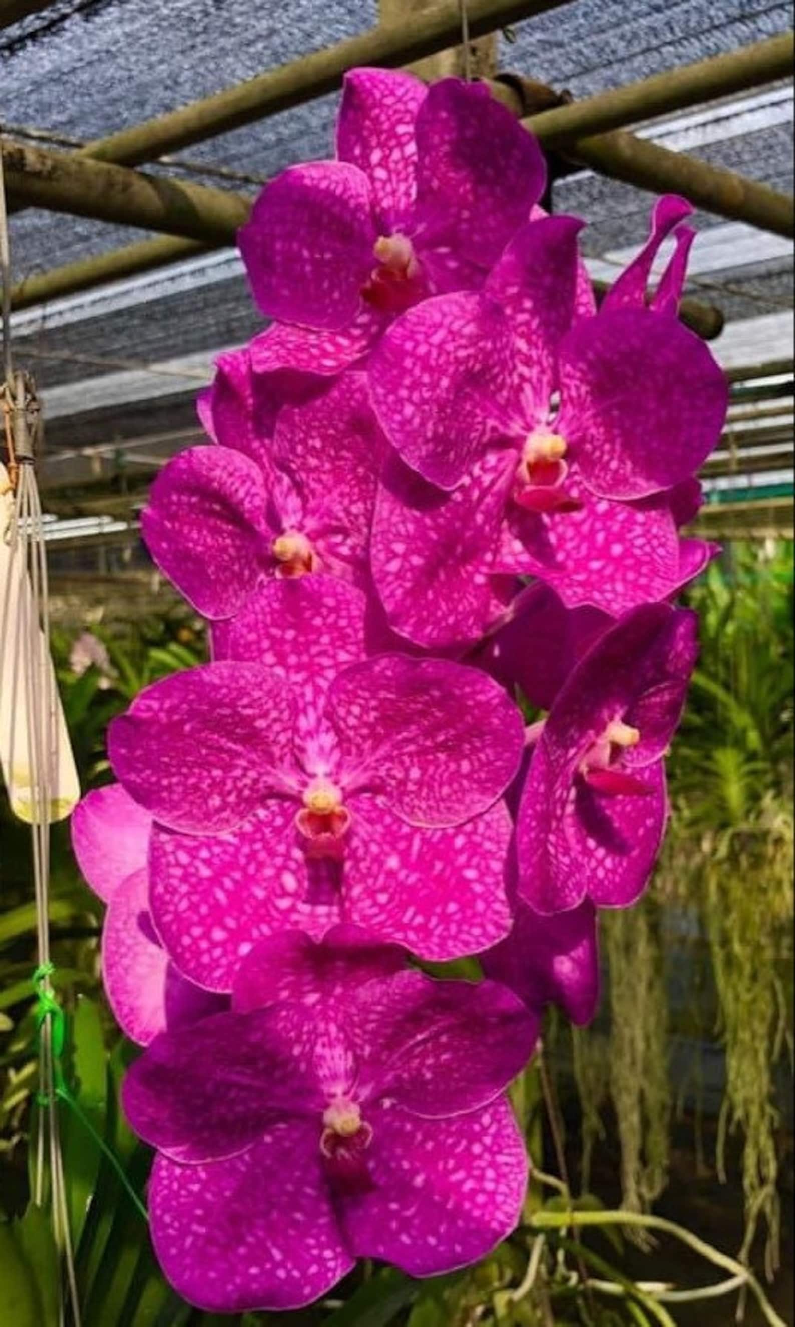 Premium Vanda Orchids Choose Free Shipping | Etsy