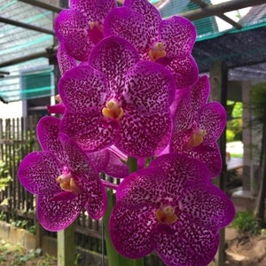 Premium Vanda Orchids Choose Free Shipping - Etsy