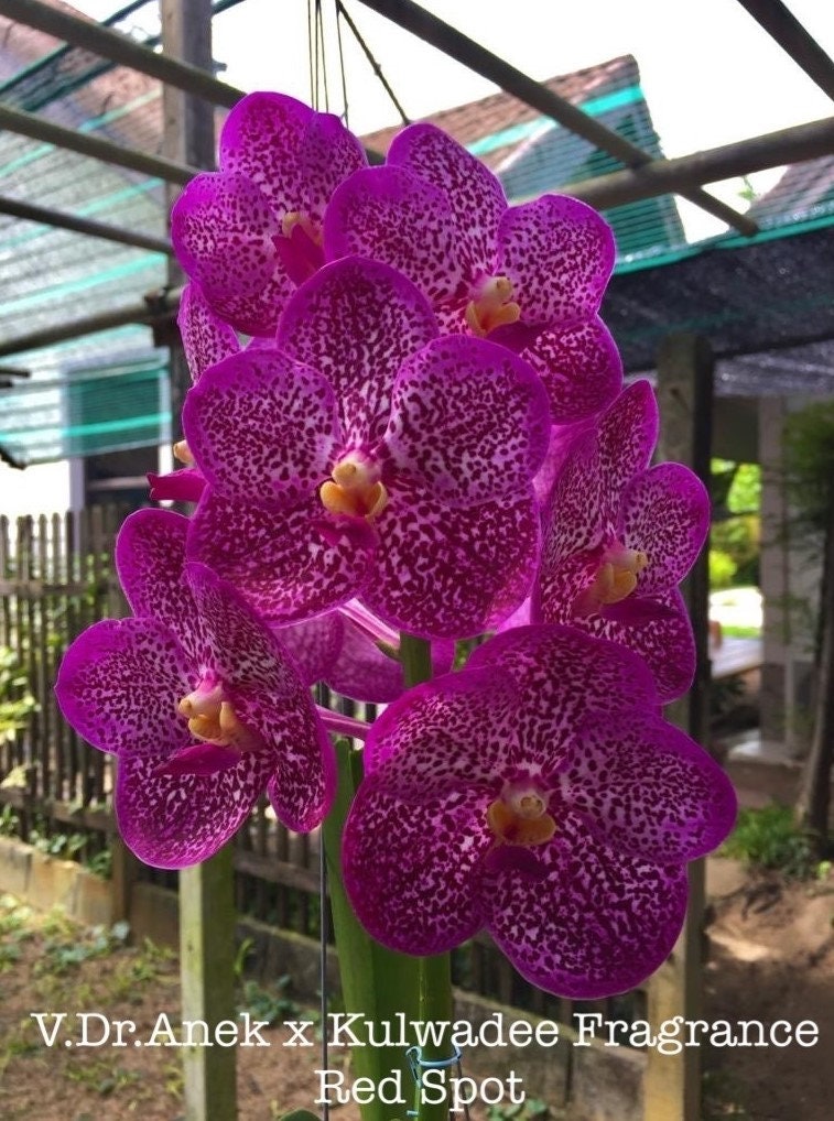 Premium Vanda Orchids Choose Free Shipping | Etsy