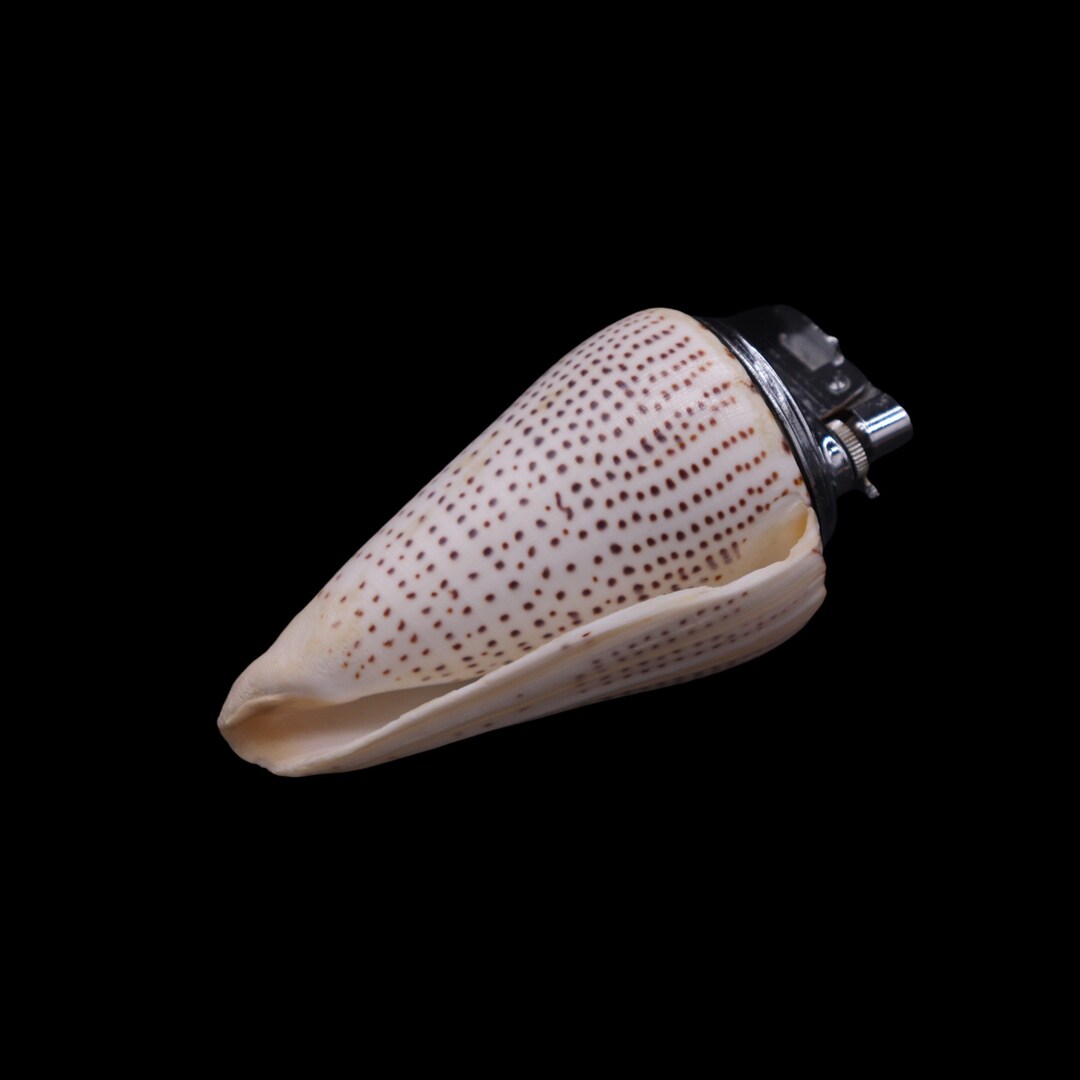 Unique Vintage Seashell Tabletop Lighter With Blitz Insert UNTESTED - Etsy