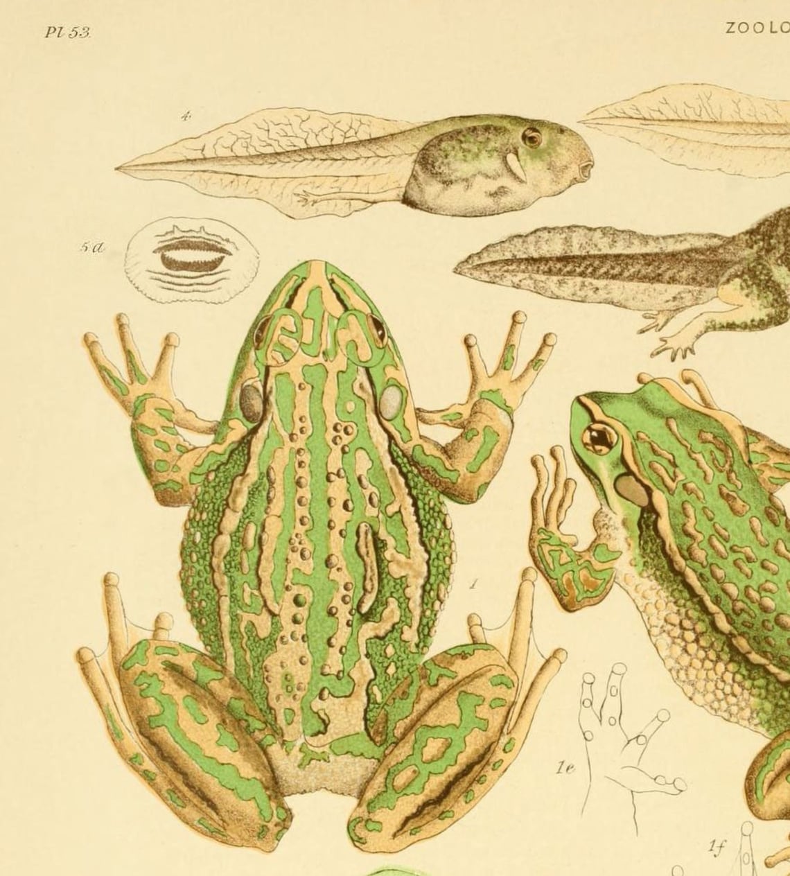 Scientific Illustration Prints-life Cycle of Frogs/ Natural History ...