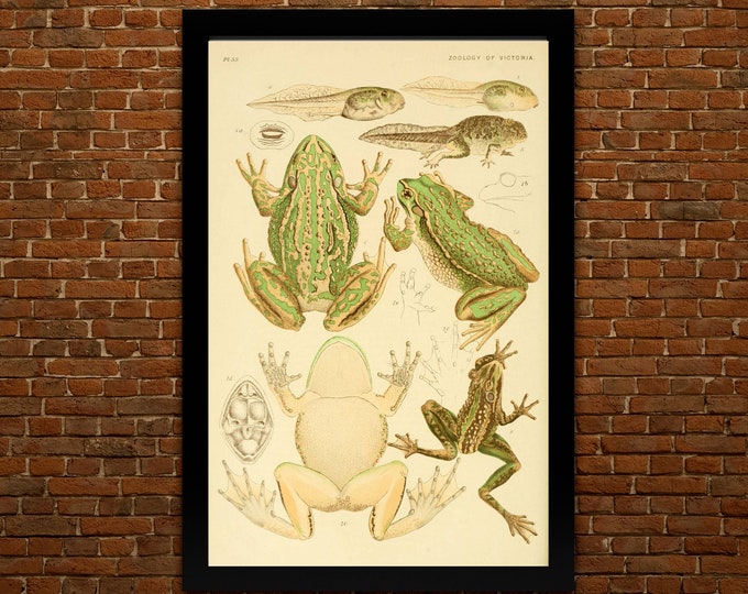 Scientific Illustration Prints-life Cycle of Frogs/ Natural History ...