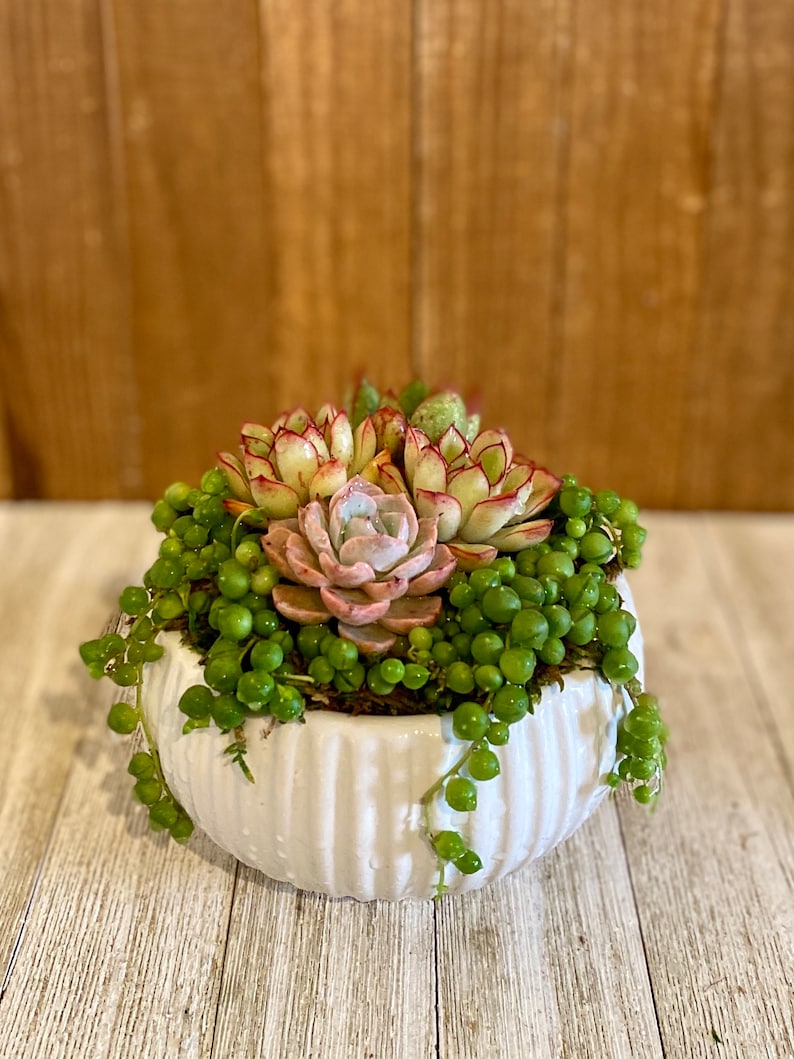 Set of 2 Classic White Fluted Ceramic Pot With Lush Succulent Garden ...