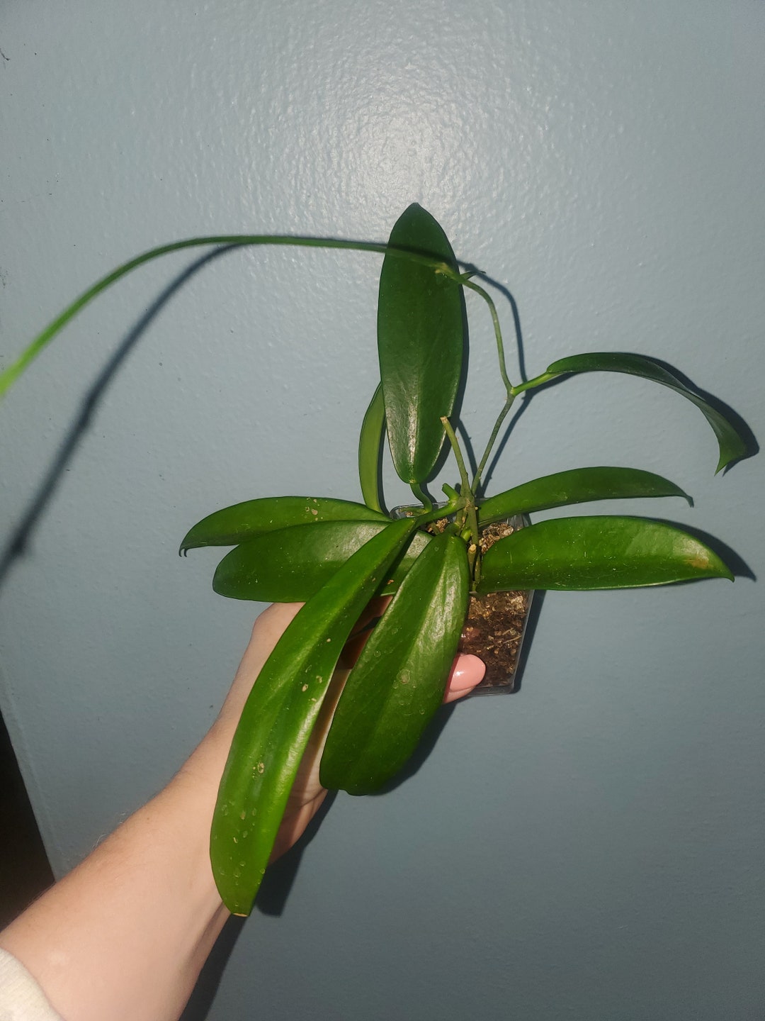 Hoya, Celata pubicalyx 'white Dragon' Cuttings Rooting in Vermiculite ...