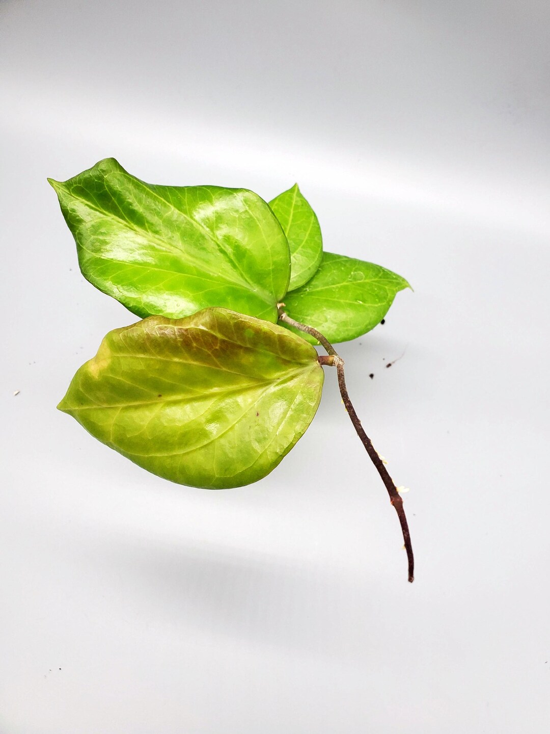 Hoya, Chuniana Well Rooted in a 2 Inch Pot, Collector Hoya, Rare - Etsy
