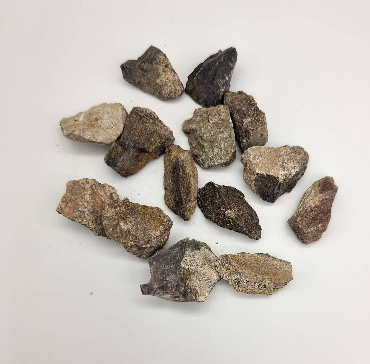 Triceratops Bone Fragment Dinosaur Fossil - Etsy