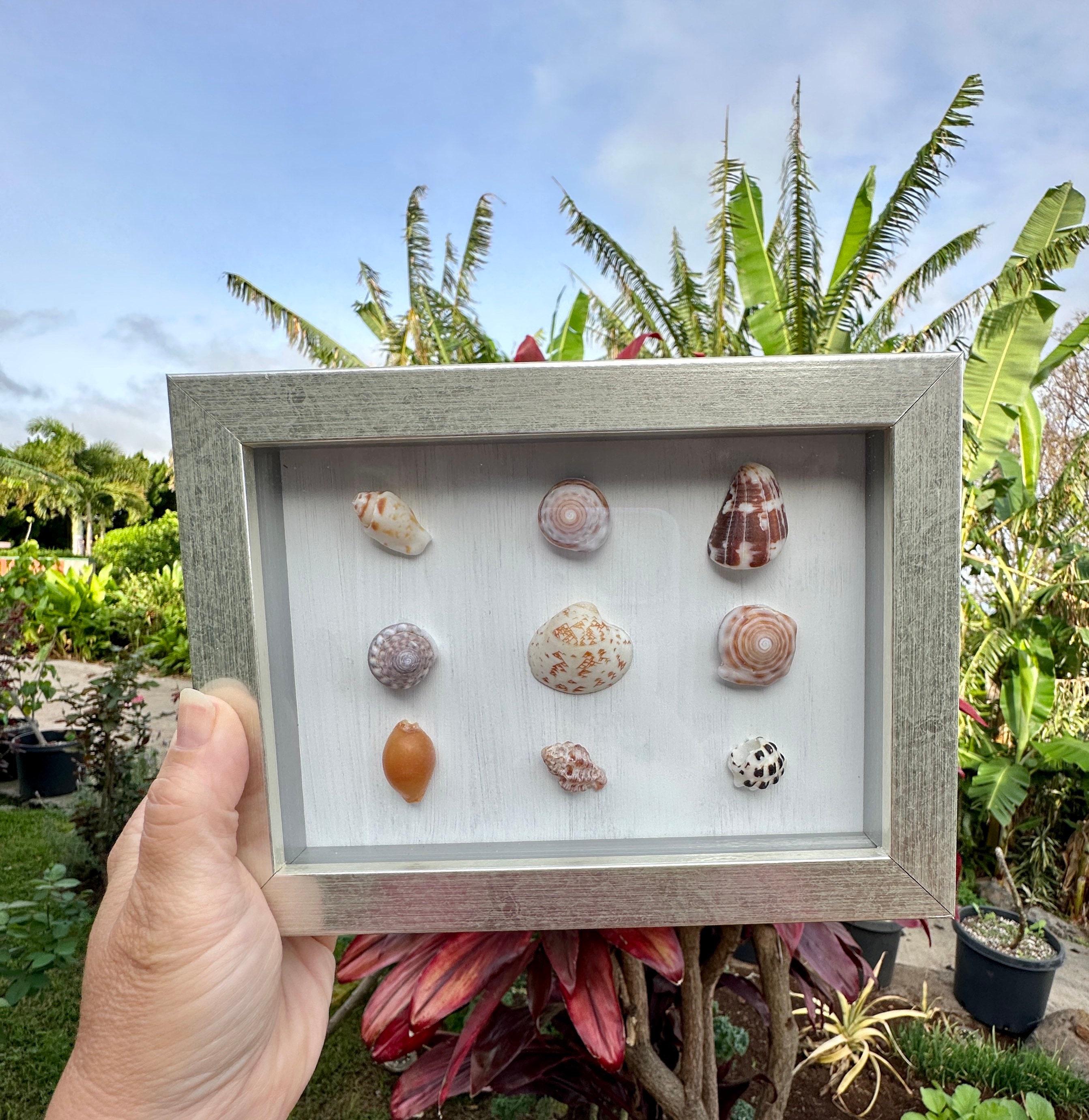 Sea Shell Shadow Box Handmade in Hawaii Genuine Sea Shells - Etsy