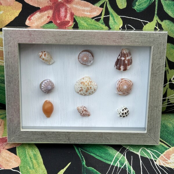 Shell Shadow Box - Etsy