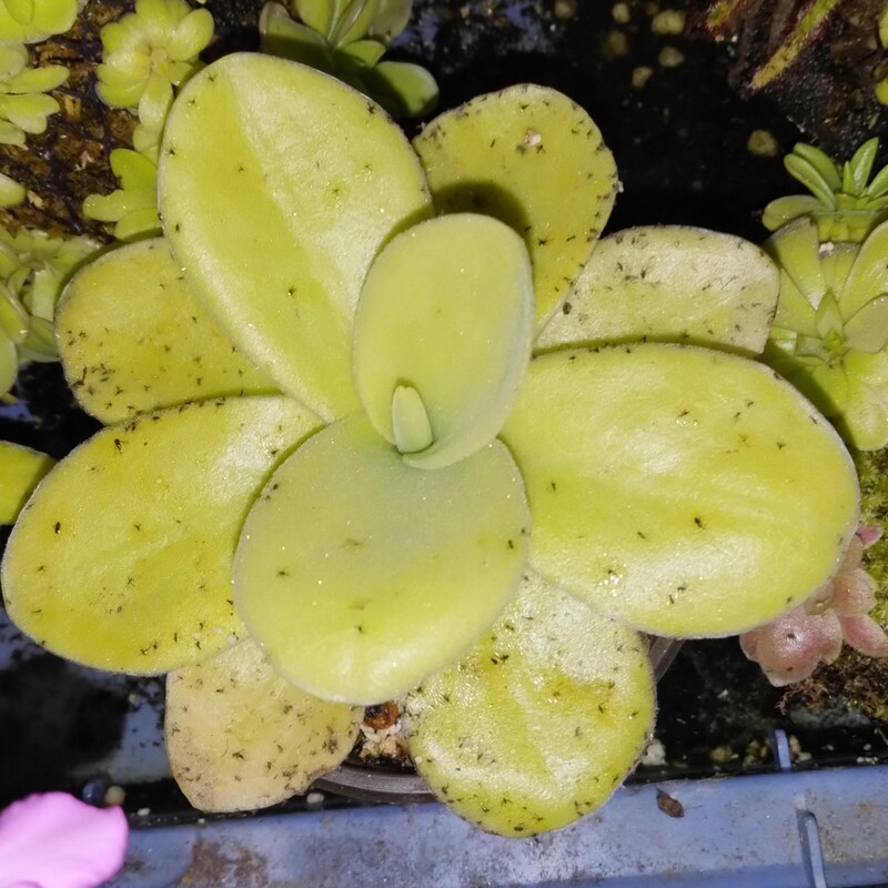 Pinguicula - Etsy
