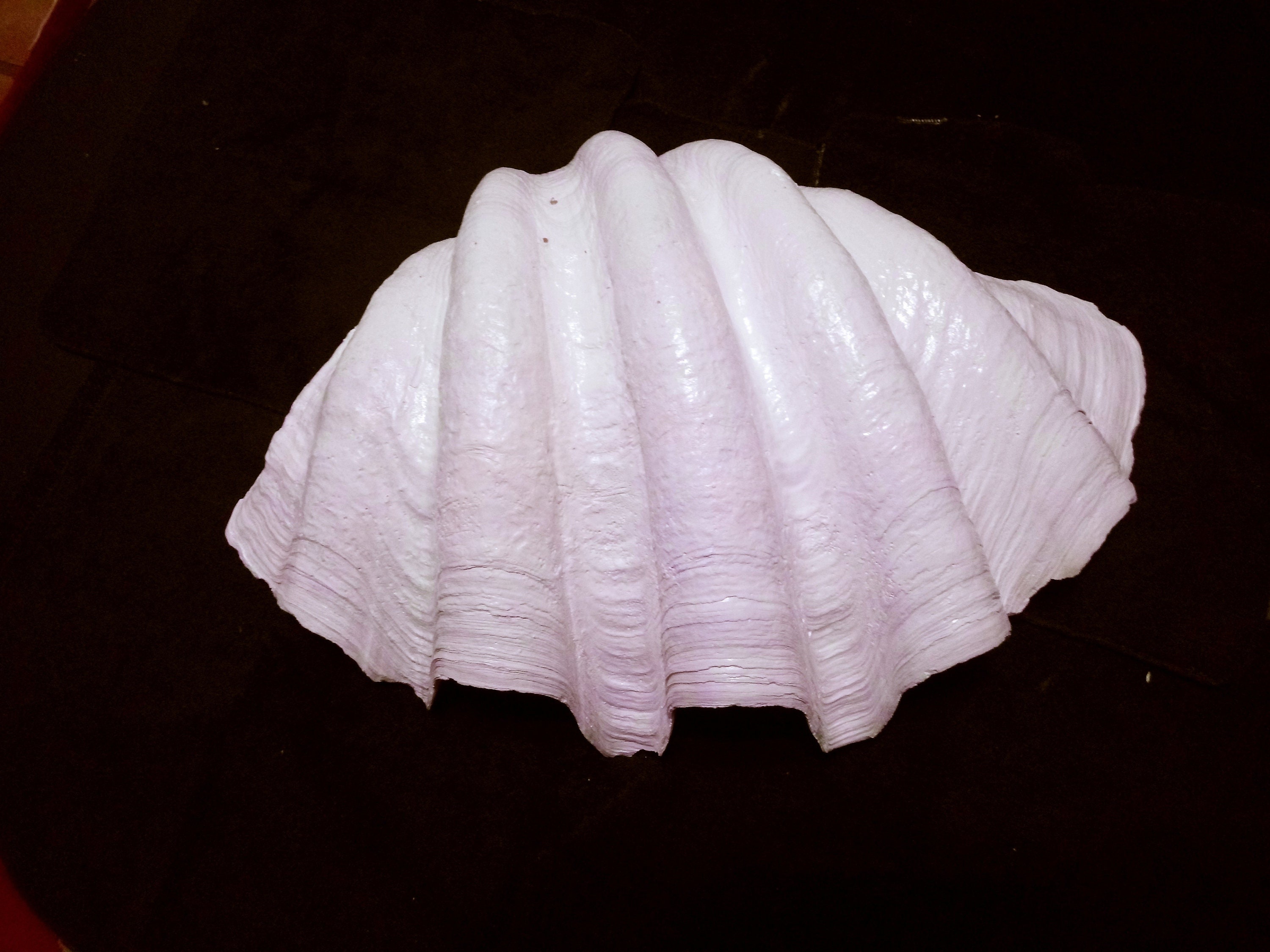 Vintage Giant Tridacna Claim Shell - Etsy