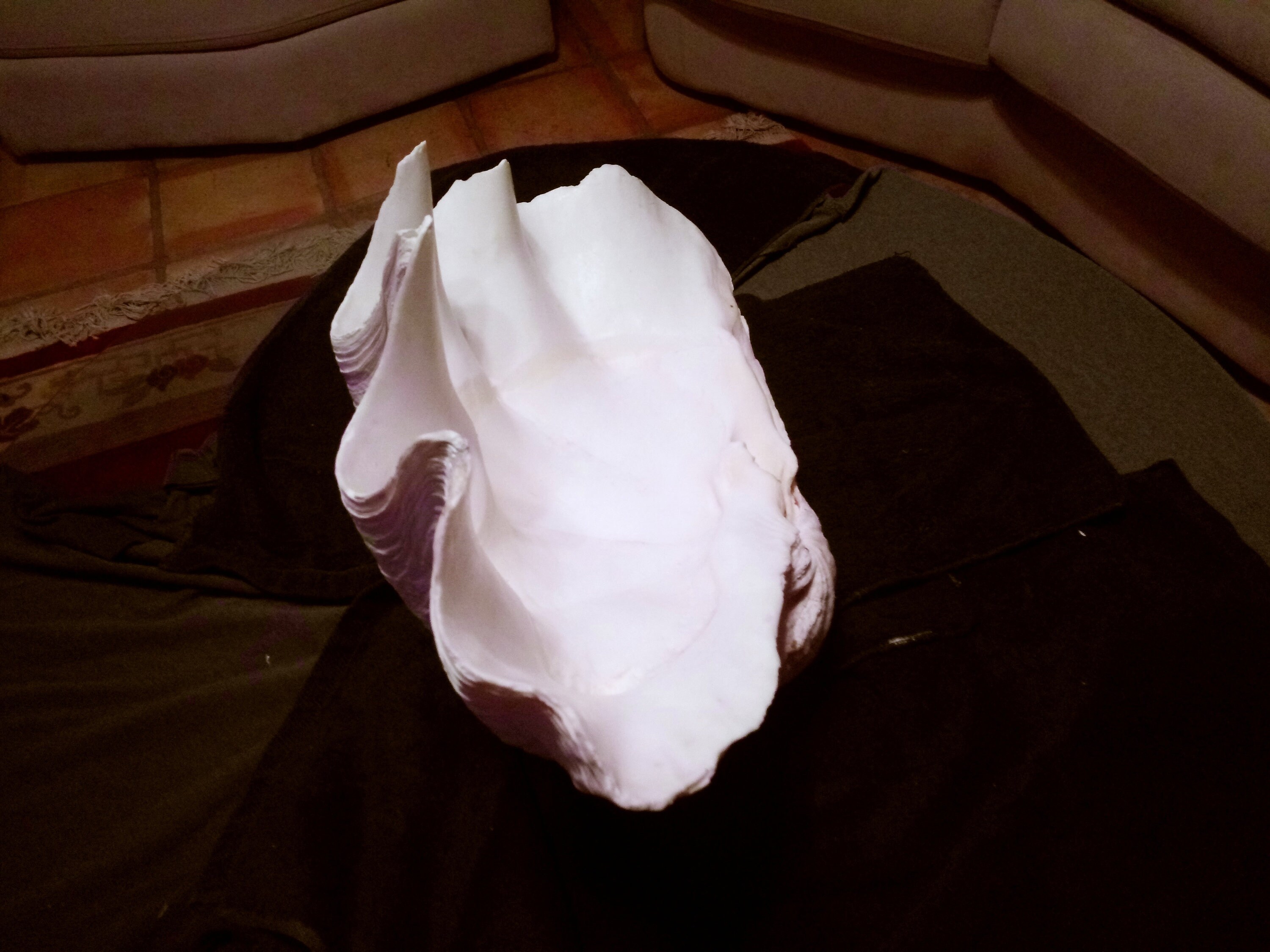 Vintage Giant Tridacna Claim Shell - Etsy