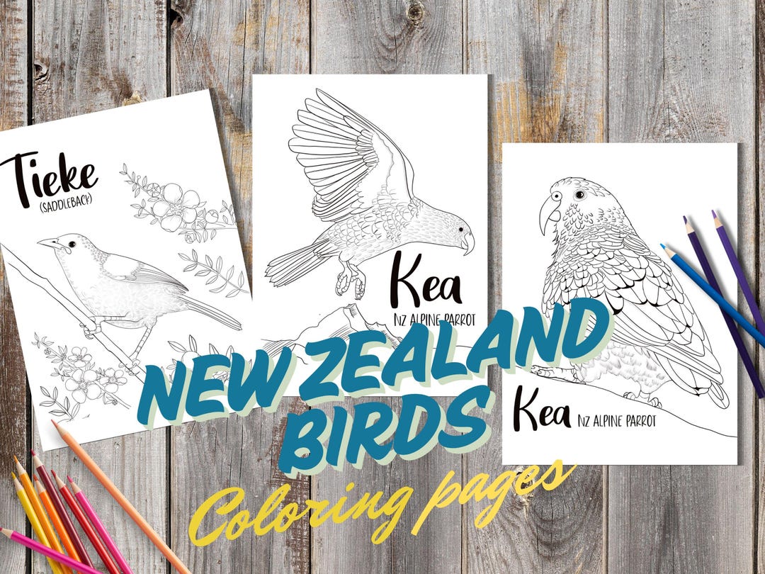 New Zealand Birds Coloring Pages: Hand-drawn Native Designs (digital ...